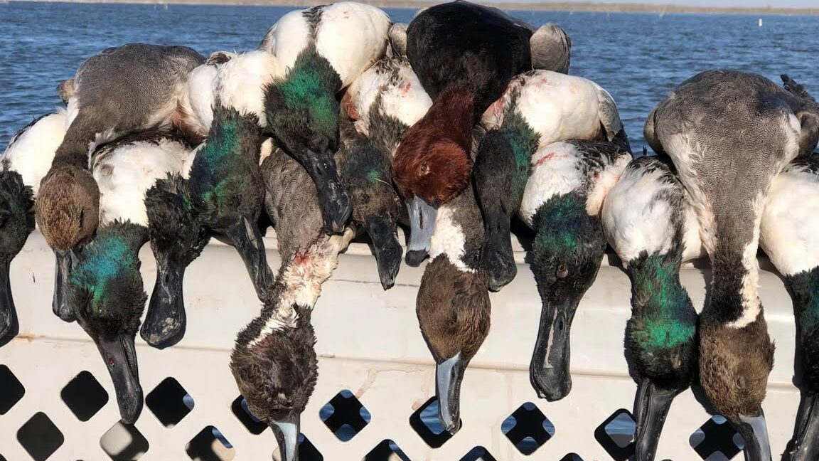 Descubre los mejores outfitters de caza de patos en México: ¡Una ...